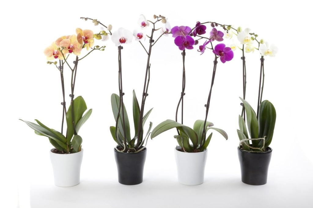 Home - Cal Coast Orchids