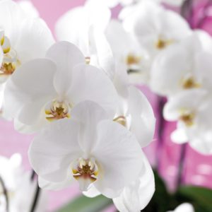 Home - Cal Coast Orchids